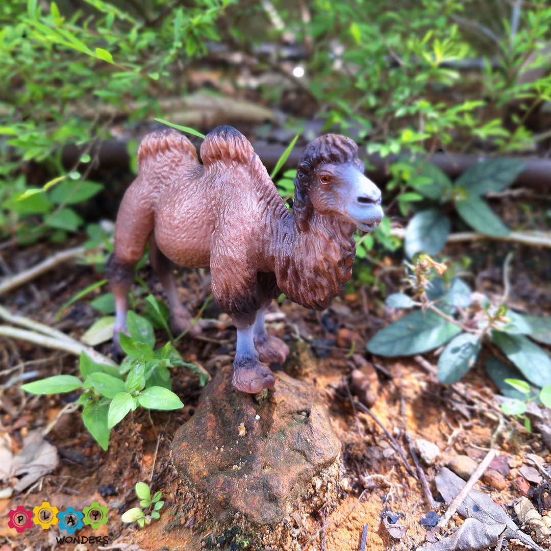 Discovery Animals - Camel – Play Wonders